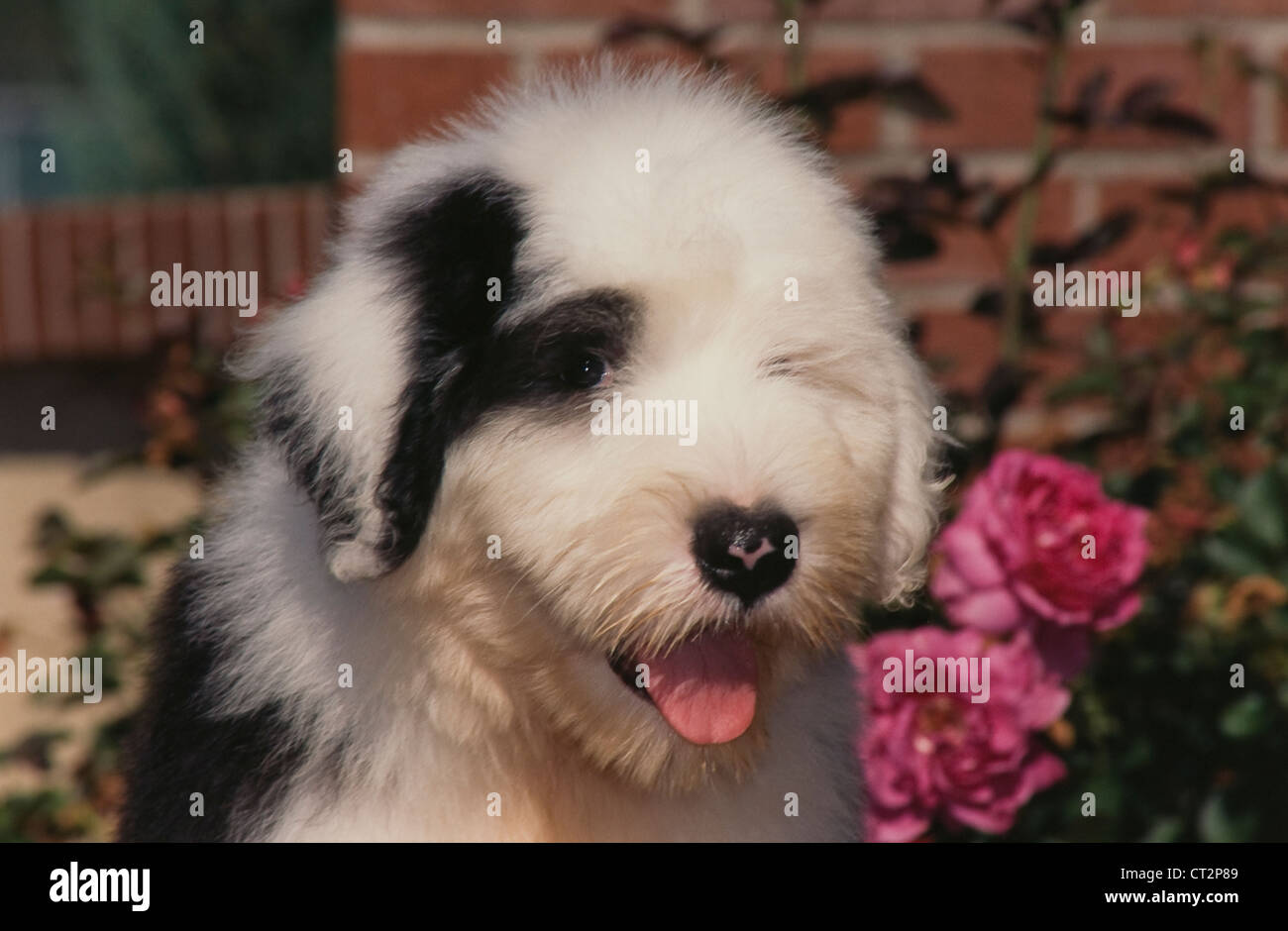 Old english sheepdog puppy hi-res stock photography and images - Alamy
