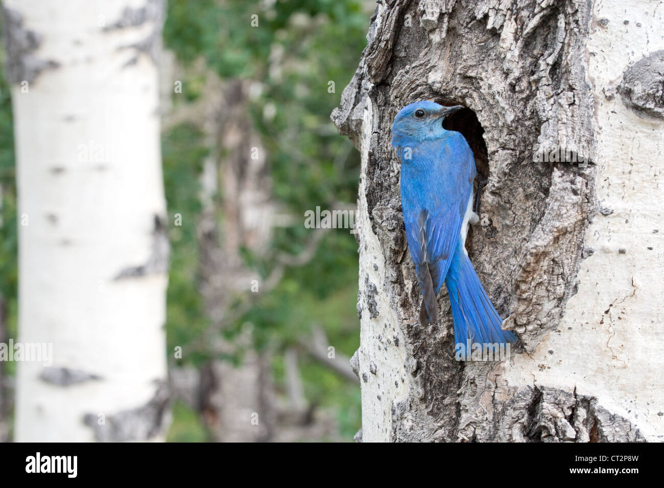 Mountain Bluebird perched at nest cavity in Aspen Tree bird songbird ...