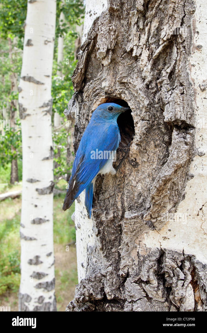 Mountain Bluebird perched at nest cavity in Aspen Tree bird songbird ...