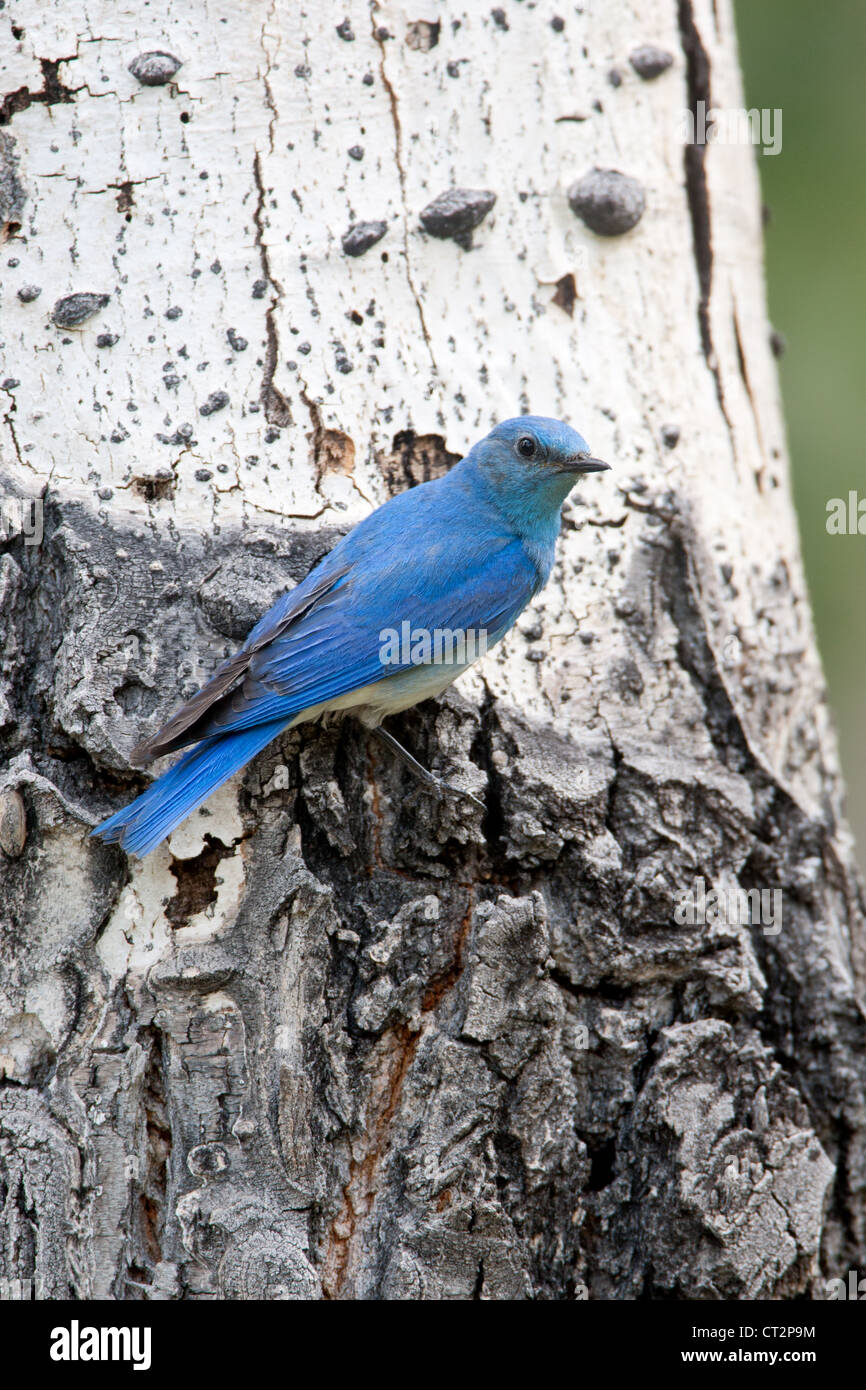 Mountain Bluebird on Aspen Tree bird songbird ornithology nature ...