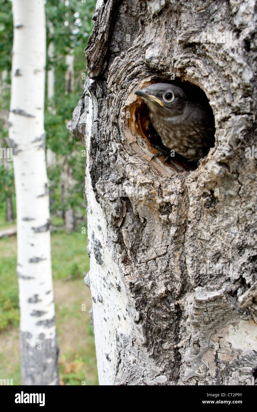 Mountain Bluebird Nestling nest bird songbird ornithology nature ...