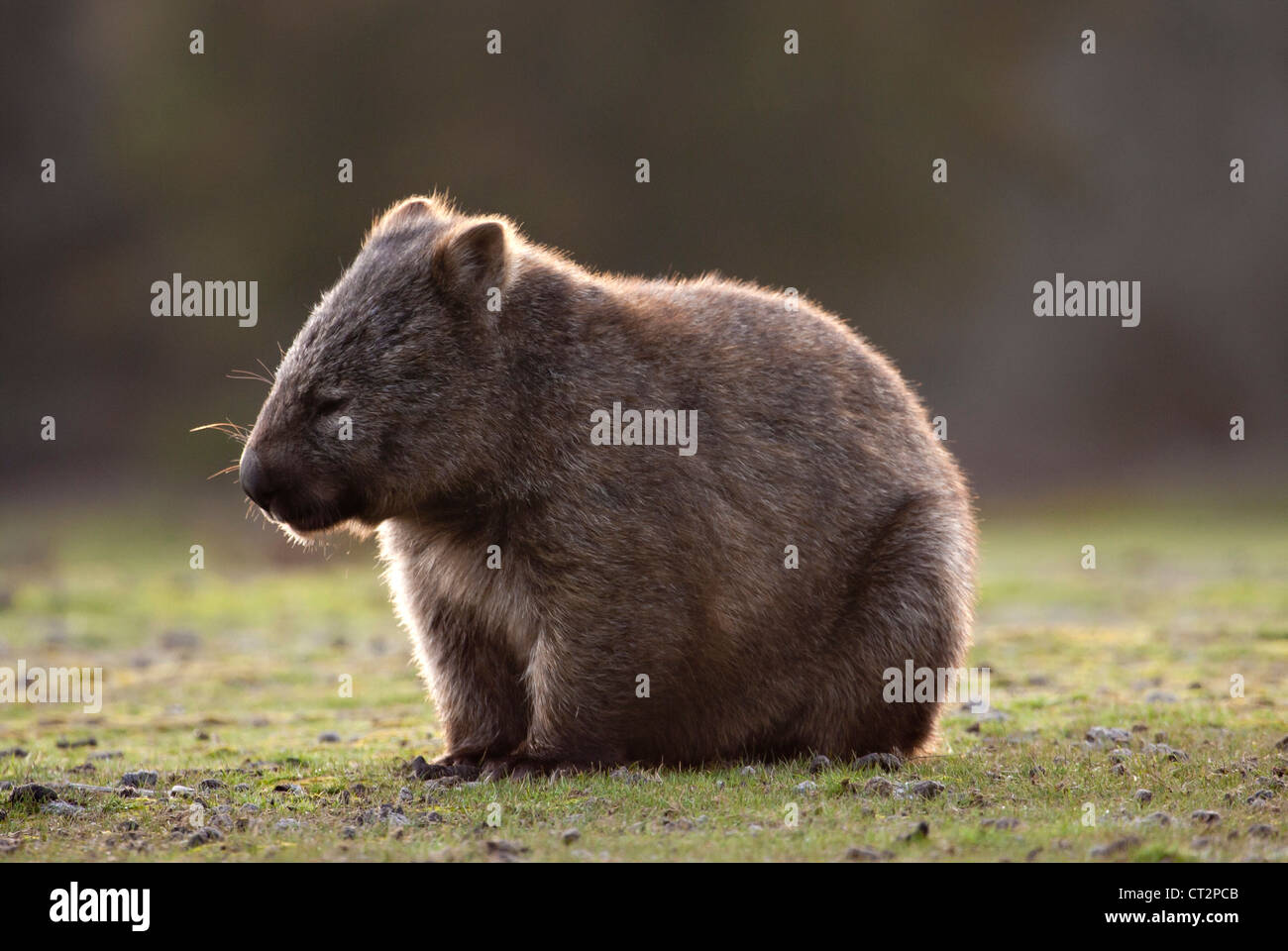 Wombat Stock Photos & Wombat Stock Images - Alamy