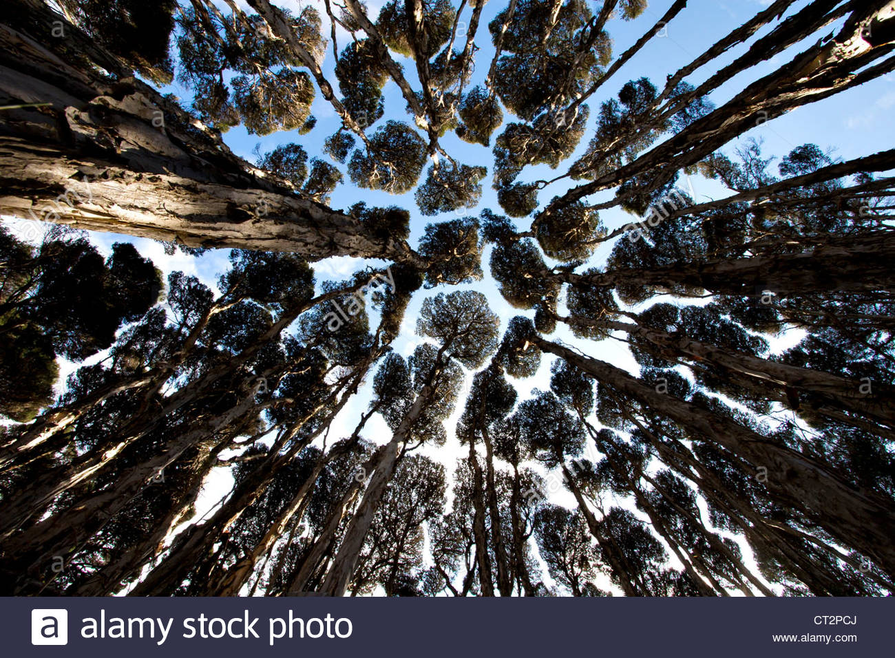 Paperbark Stock Photos & Paperbark Stock Images - Alamy