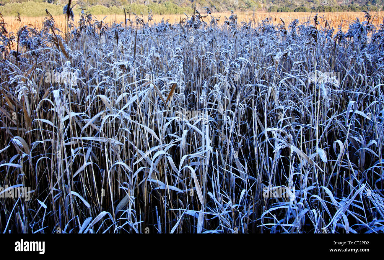 Phragmites australis hi-res stock photography and images - Alamy