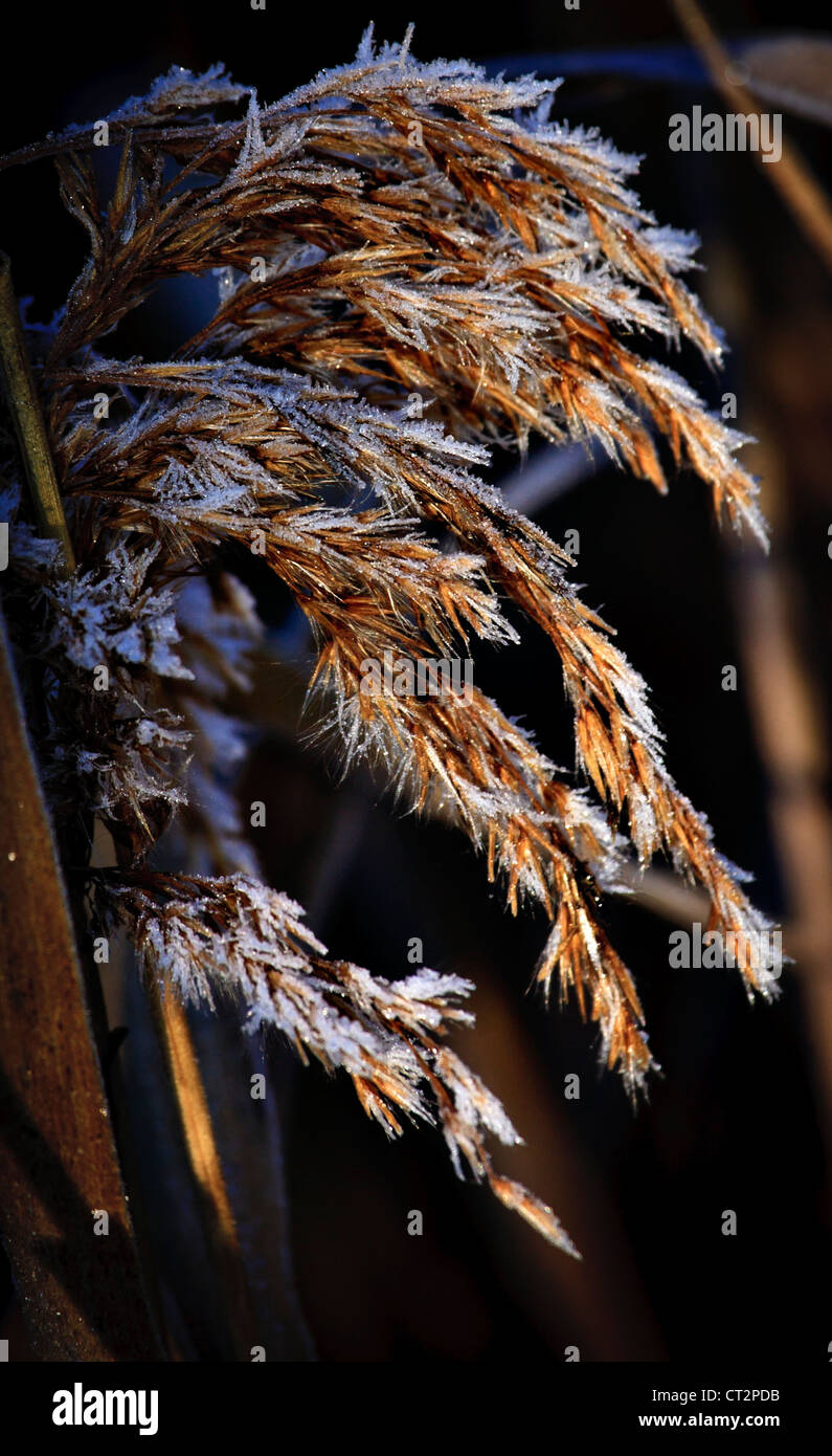 Phragmites australis reed with frost on seed head Stock Photo - Alamy