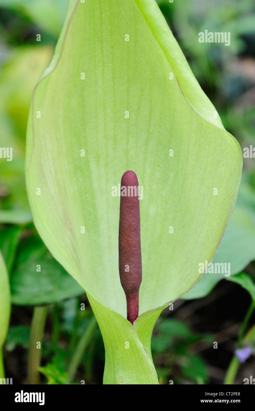 Wild Arum, Cuckoo Pint, or Lords and Ladies (arum maculatum) showing ...