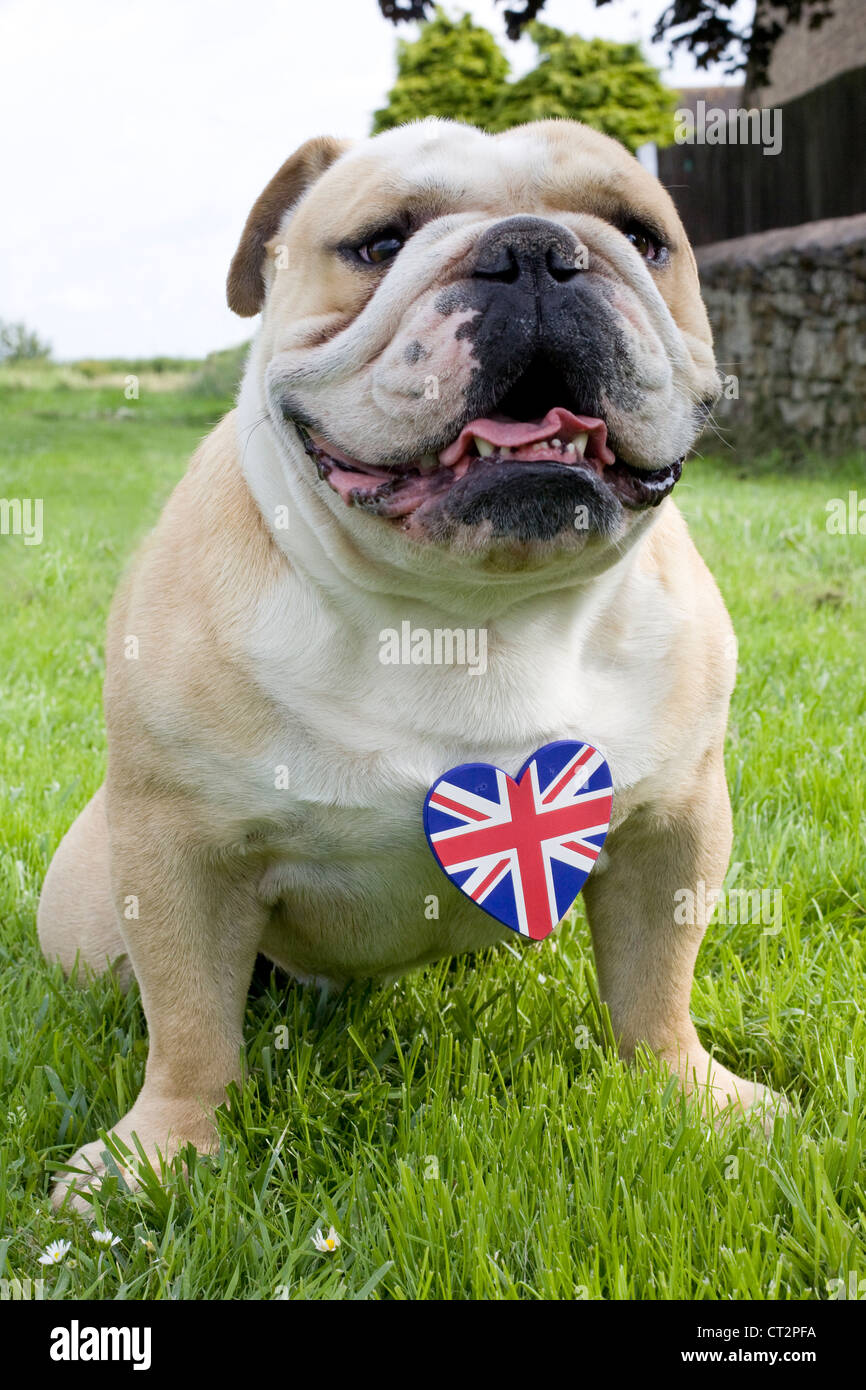 British bulldog flag hi-res stock photography and images - Alamy