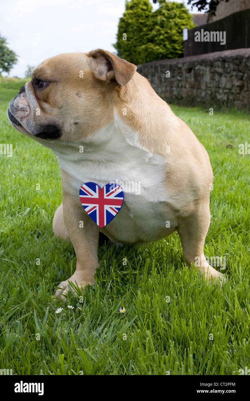 British Bulldog with a union jack heart Stock Photo - Alamy