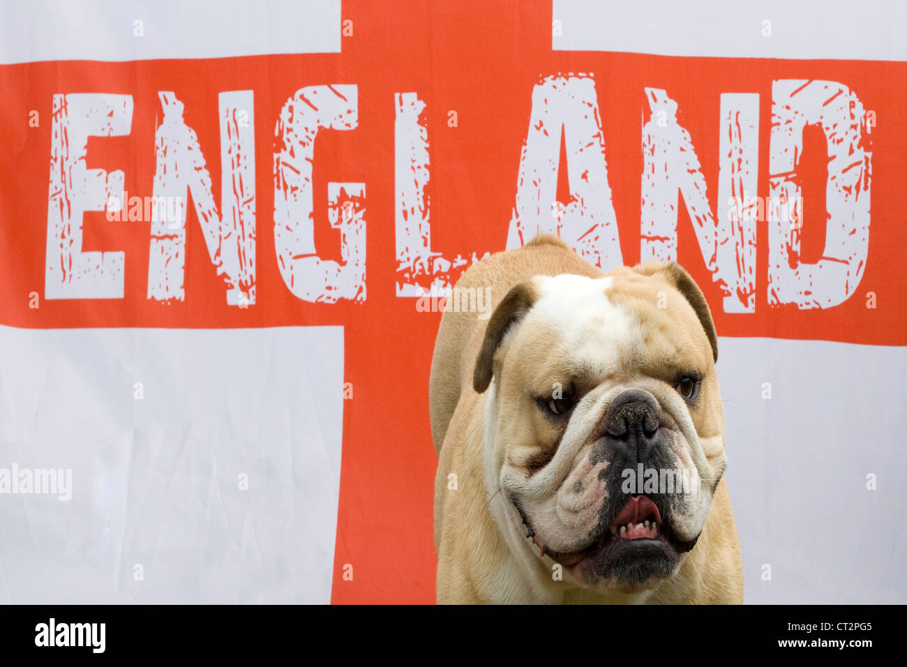 A Young British Bulldog with the st George flag in the background Canis ...