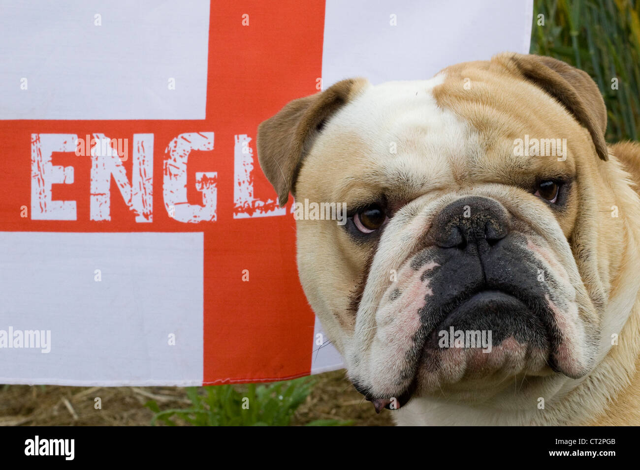 A Young British Bulldog with the st George flag in the background Canis ...