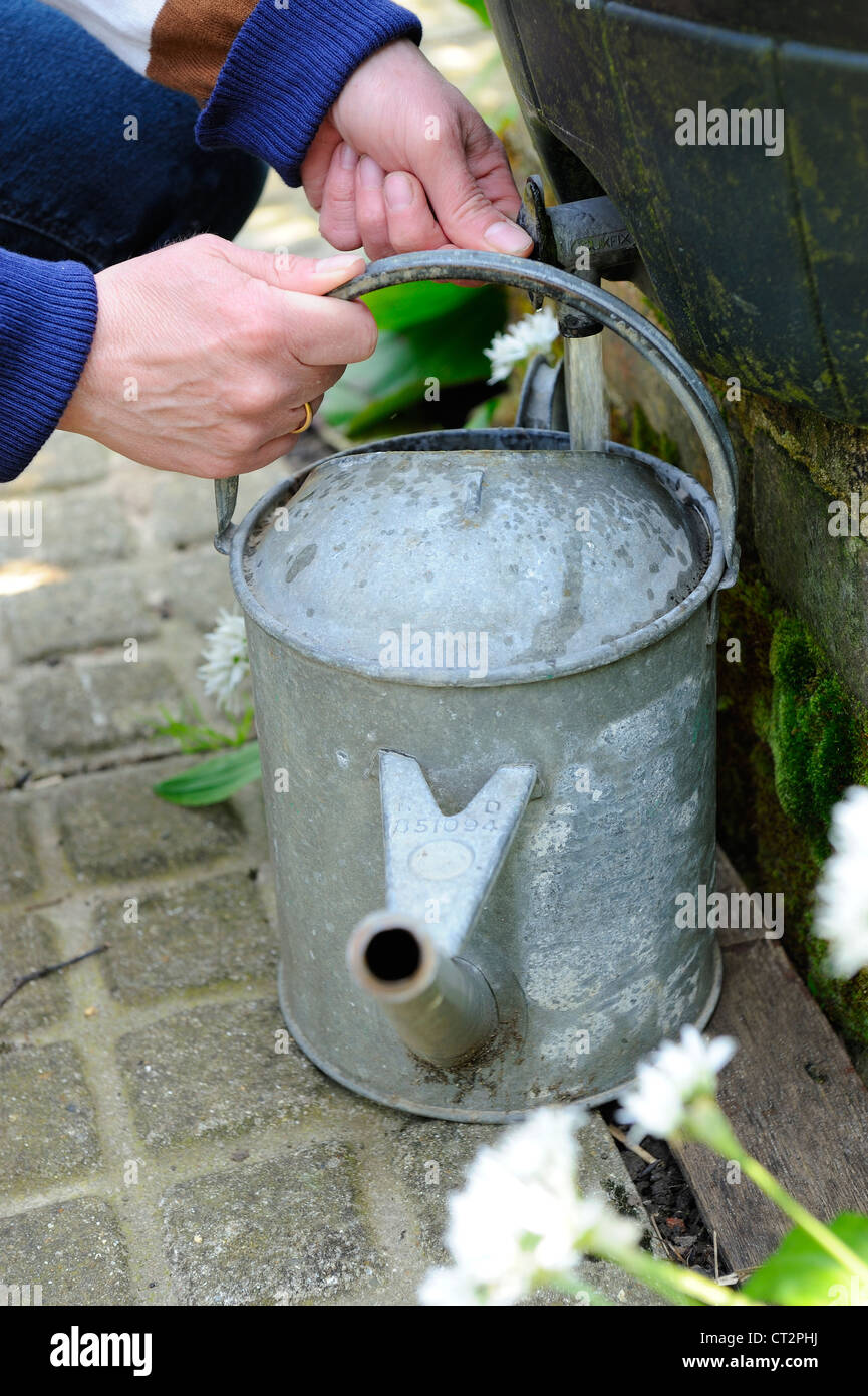 Woman filling galvanised watering can from garden water butt, Norfolk ...