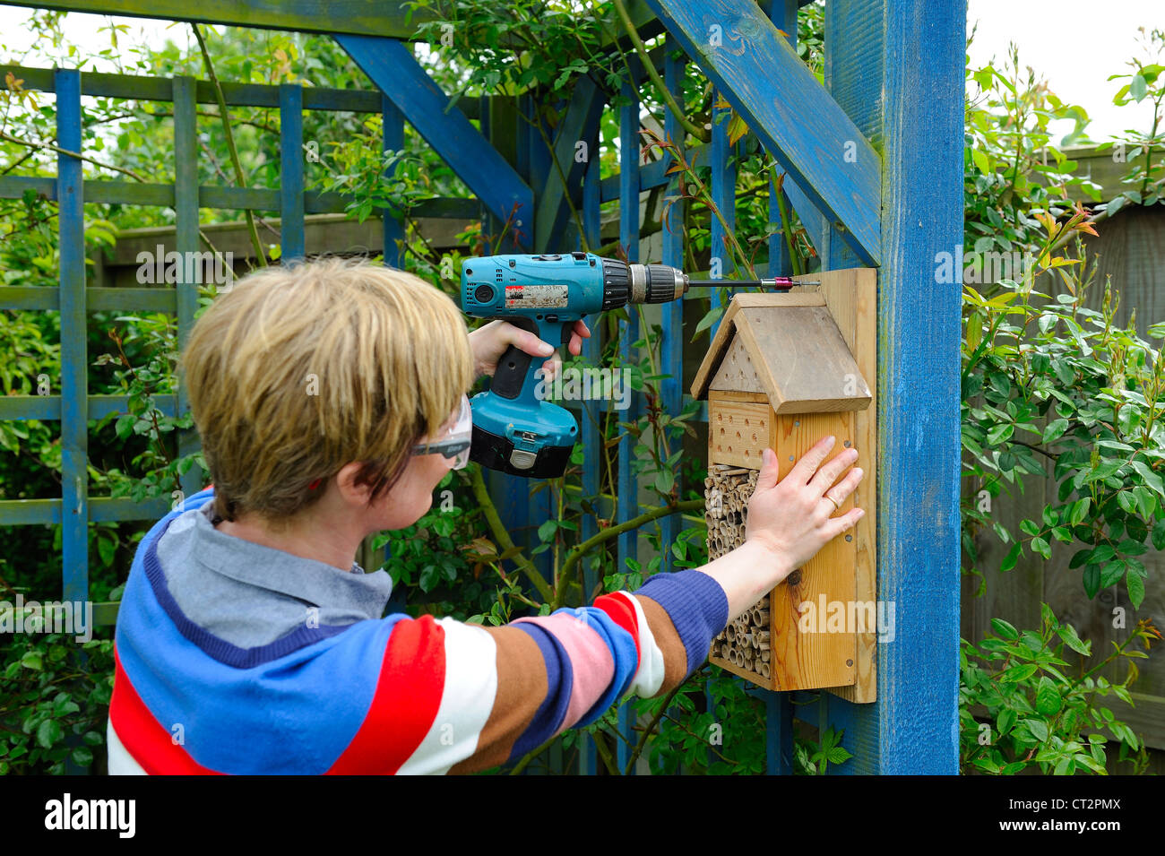 Woman attaching bug box to garden pergola, Norfolk, UK, May Stock Photo ...