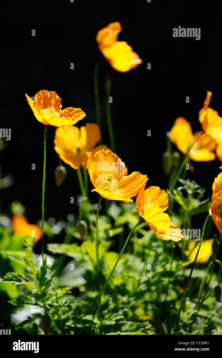 Welsh poppy, meconopsis cambrica, backlit in a summer garden, Norfolk ...
