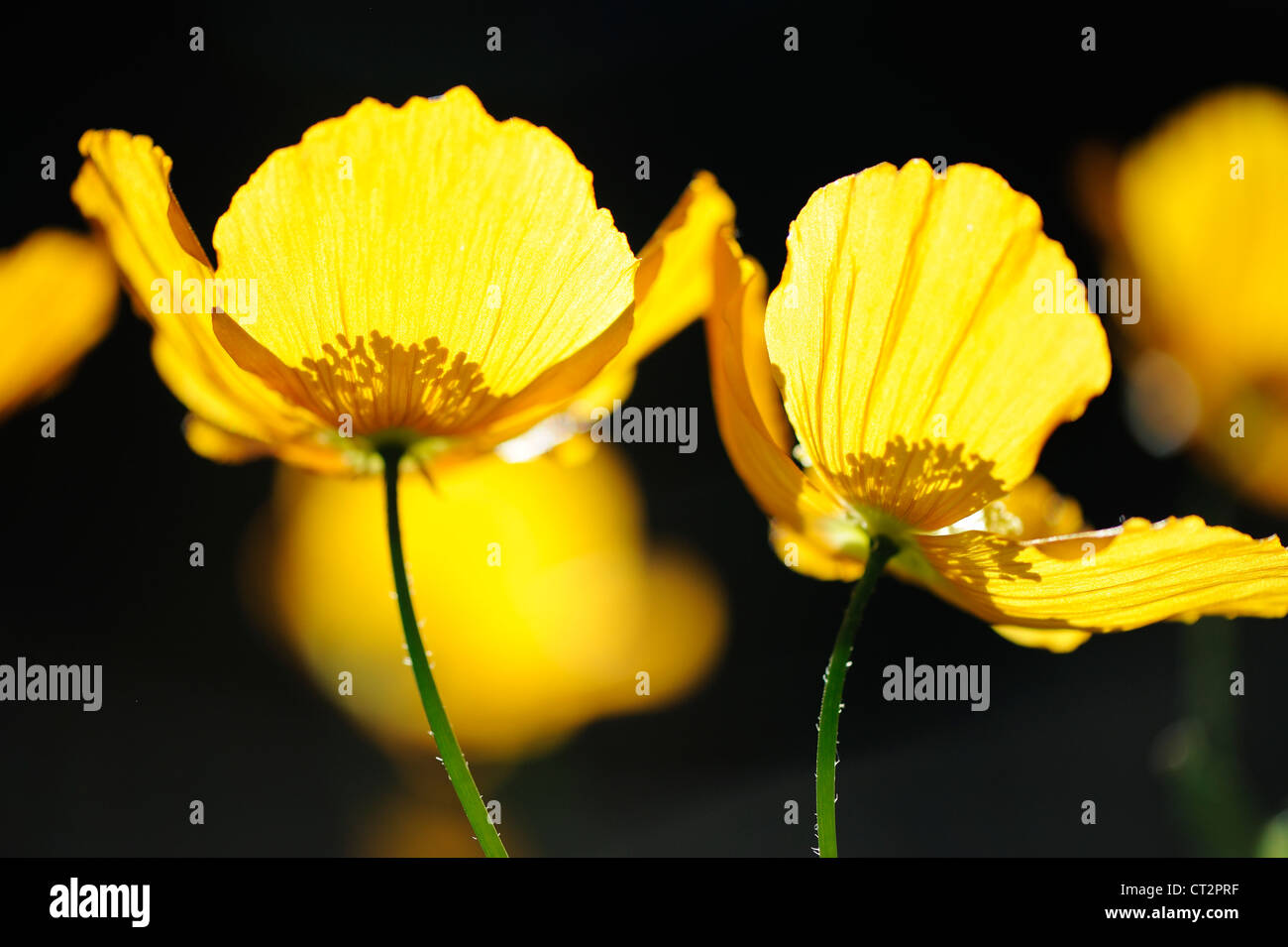 Welsh poppy, meconopsis cambrica, backlit in a summer garden, Norfolk ...