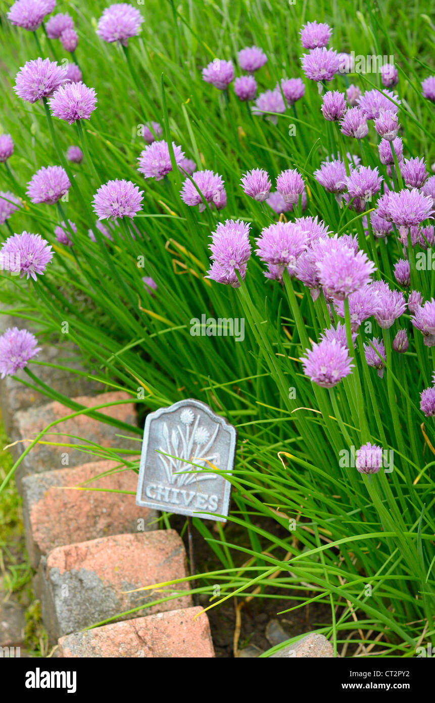 Garden chives in flower with metal plant label, brick lined border ...