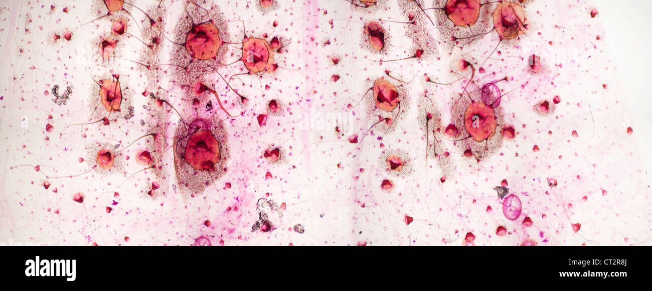 Larva prolegs hi-res stock photography and images - Alamy