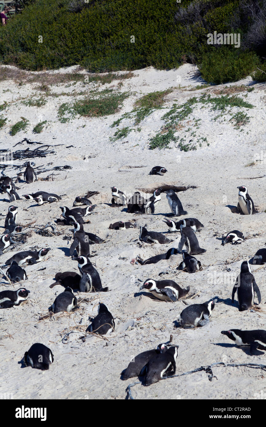 African penguin colony at Boulders Beach, South Africa Stock Photo - Alamy