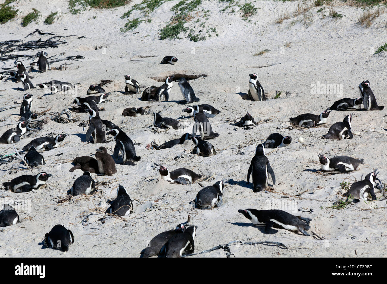 African penguin colony at Boulders Beach, South Africa Stock Photo - Alamy