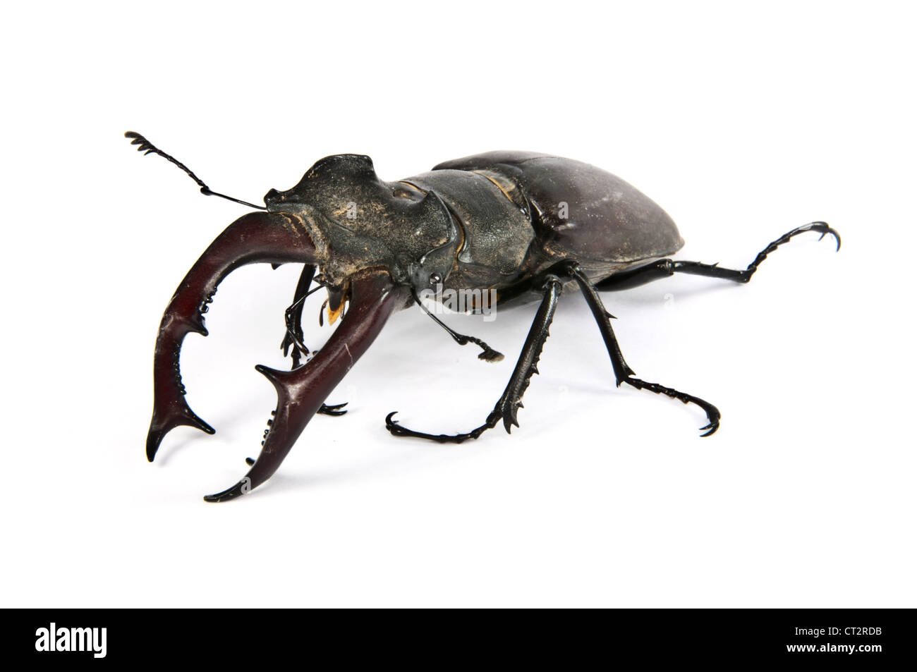 Stag Beetle (lat. Lucanus Cervus) on white background Stock Photo - Alamy