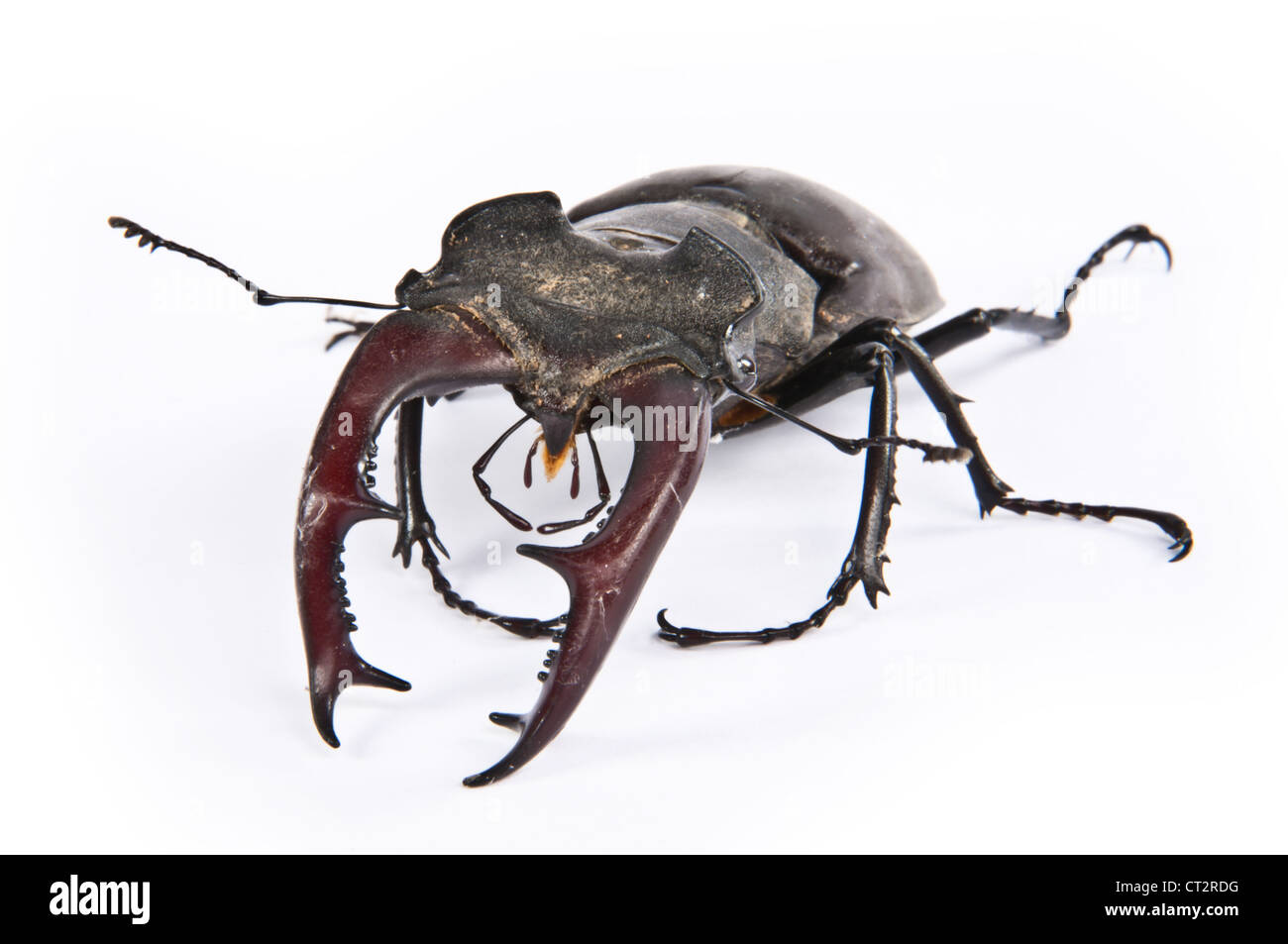 Stag Beetle (lat. Lucanus Cervus) on white background Stock Photo - Alamy