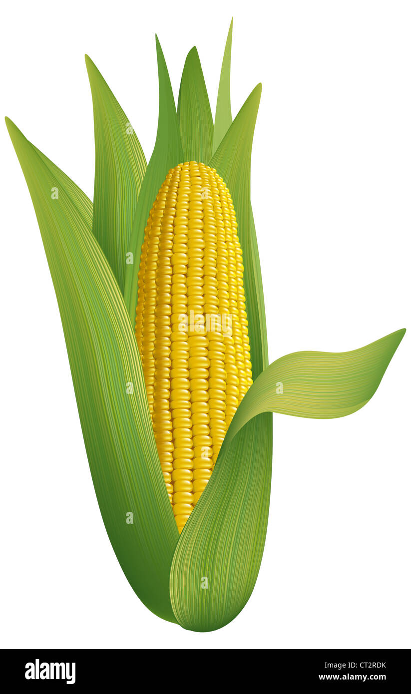 Ripe corn. Vector illustration on white background Stock Photo - Alamy