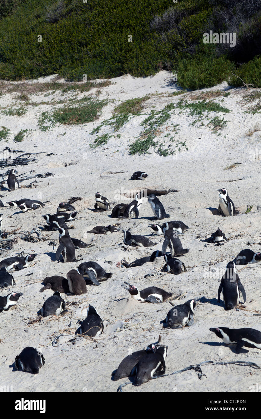 African penguin colony at Boulders Beach, South Africa Stock Photo - Alamy