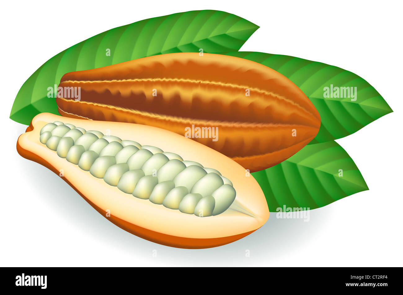 Cocoa beans. Vector illustration on white background Stock Photo - Alamy