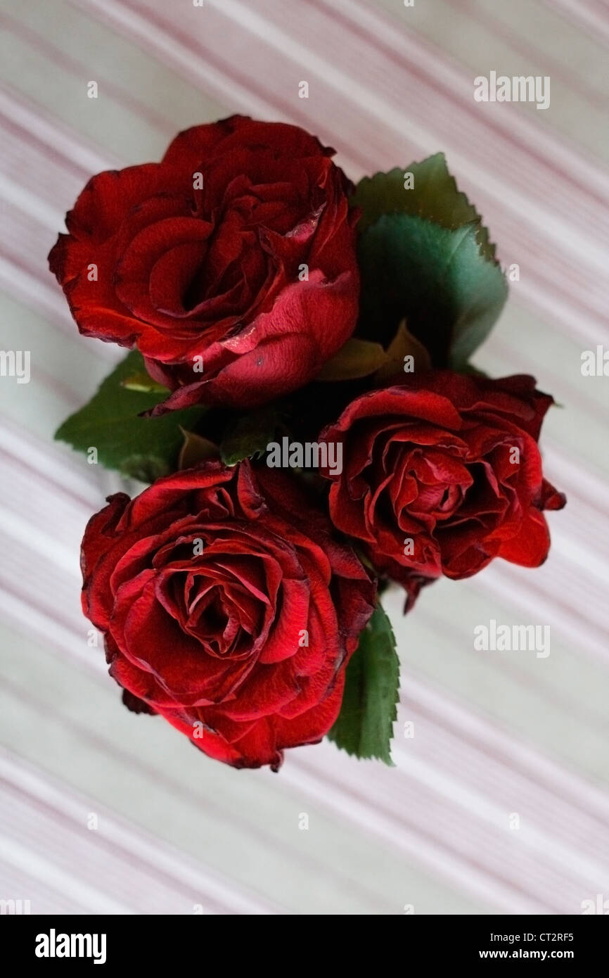 Colorful su flowers hi-res stock photography and images - Alamy