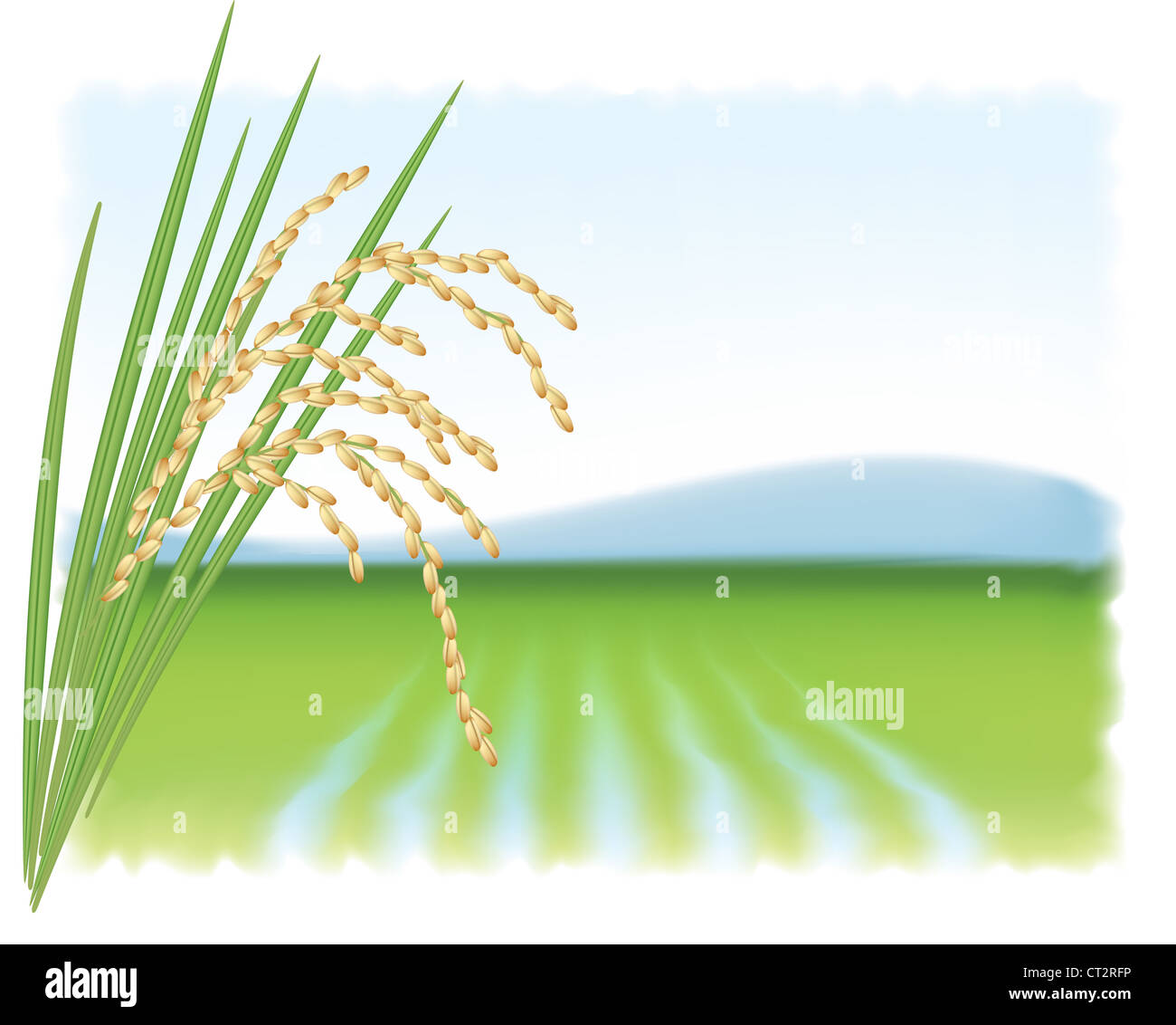 Rice field and a branch of ripe rice. Vector illustration Stock Photo ...