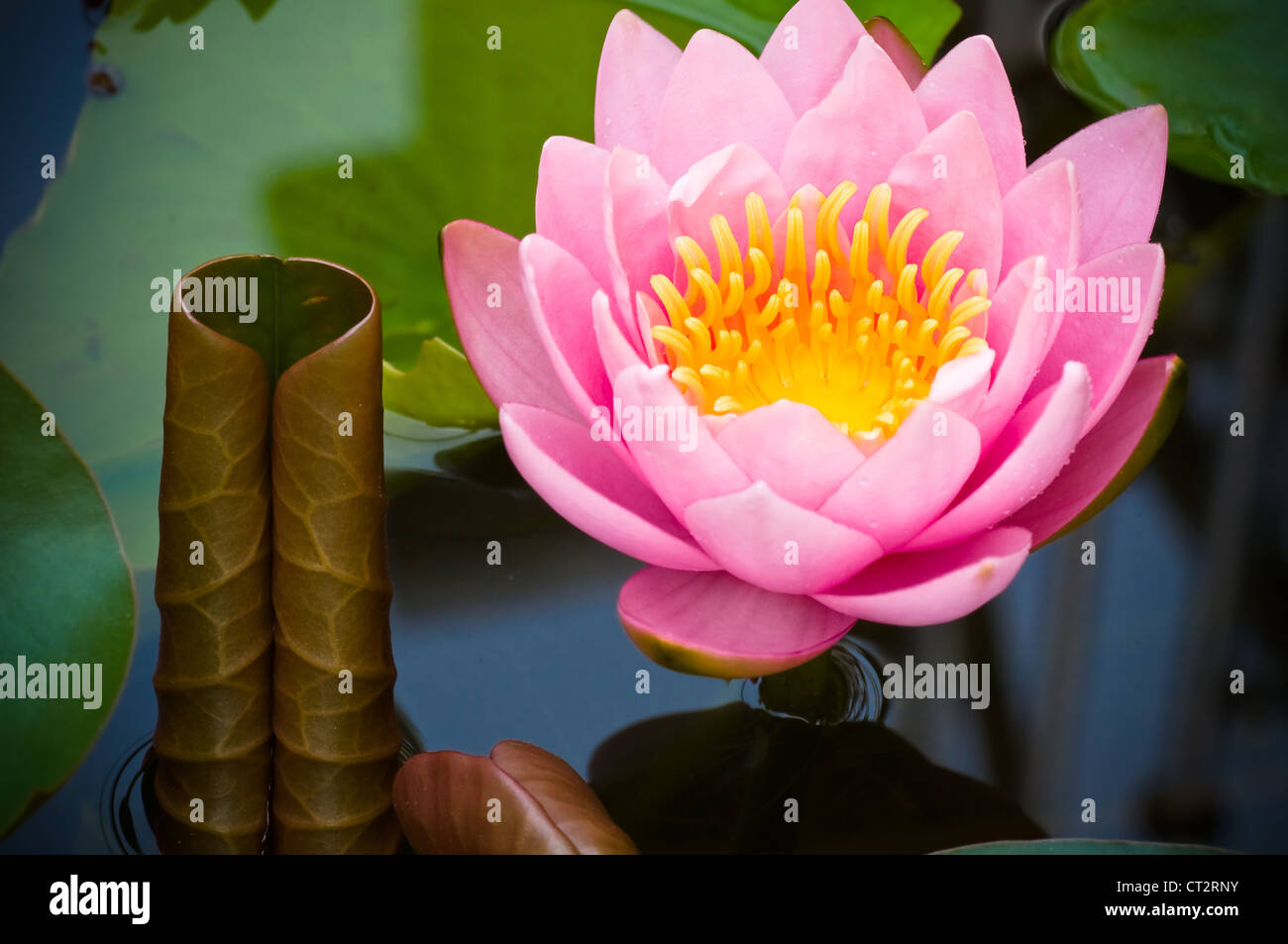 Lotus thai hi-res stock photography and images - Alamy