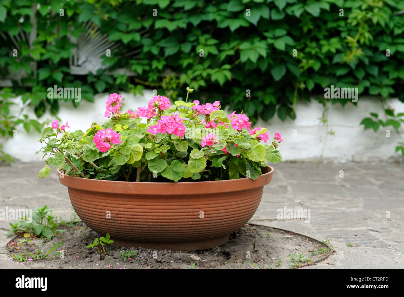 Geranium flowers in pot outdoors Stock Photo - Alamy