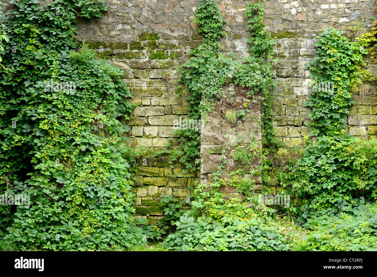 Old stone wall overgrown with ivy Stock Photo - Alamy