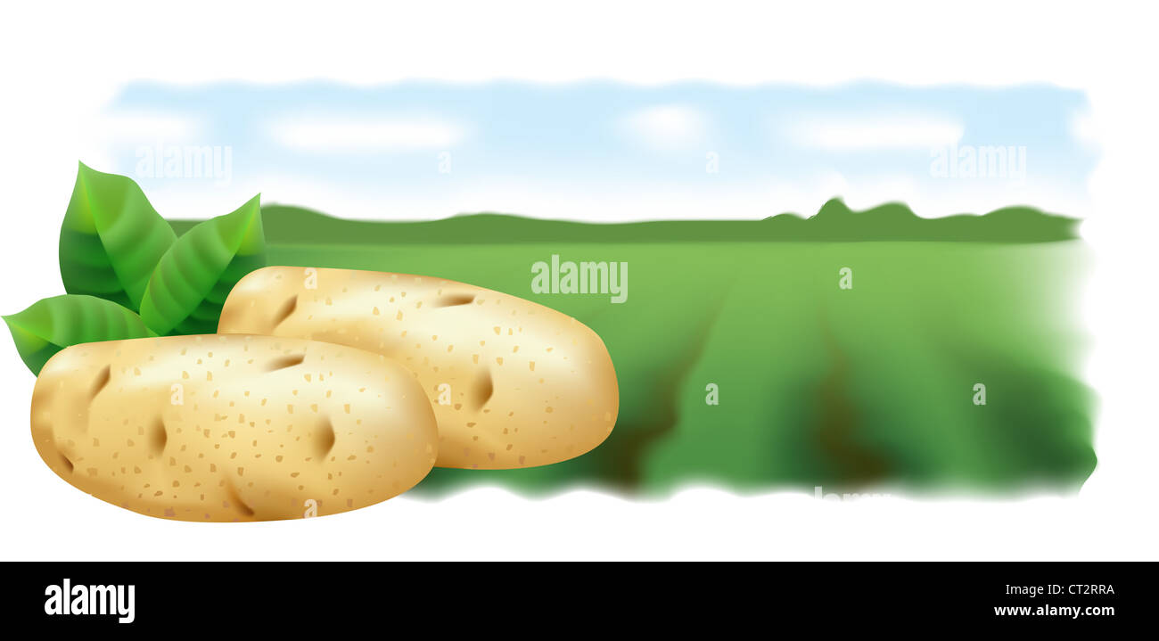 Potatoes and potato field. Vector illustration. Panorama Stock Photo ...
