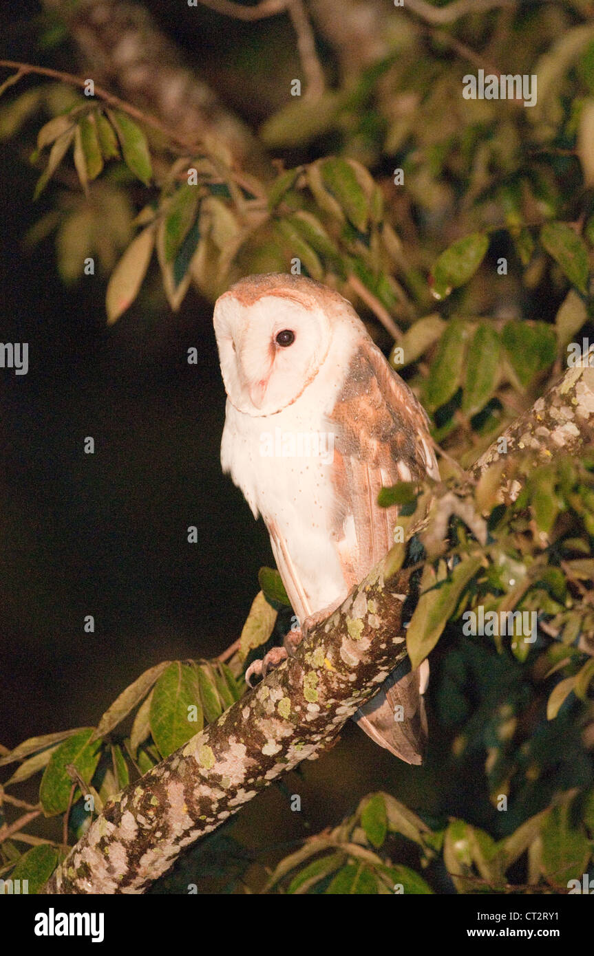 Brazilian barn owl Stock Photo - Alamy