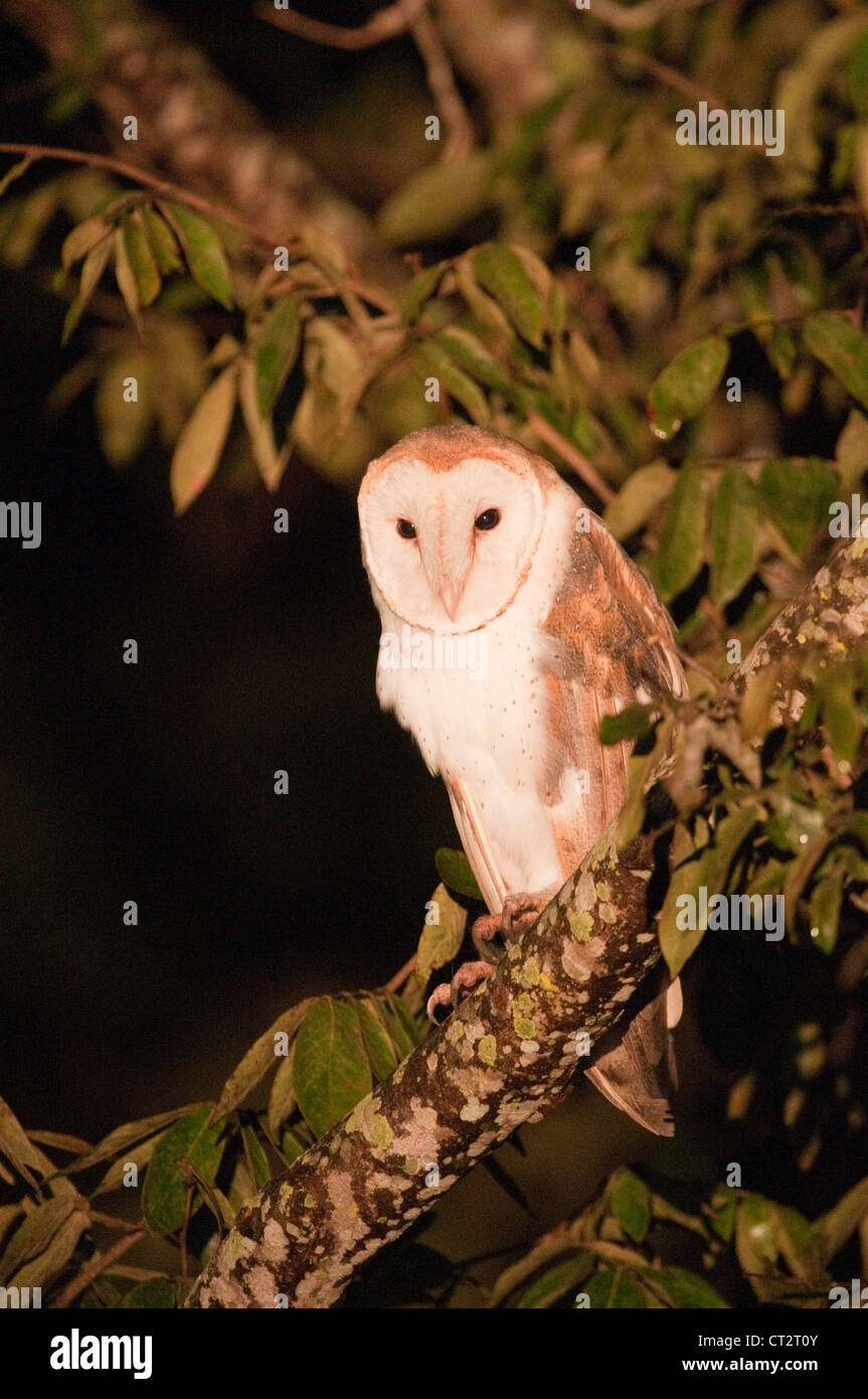 Brazilian barn owl Stock Photo - Alamy