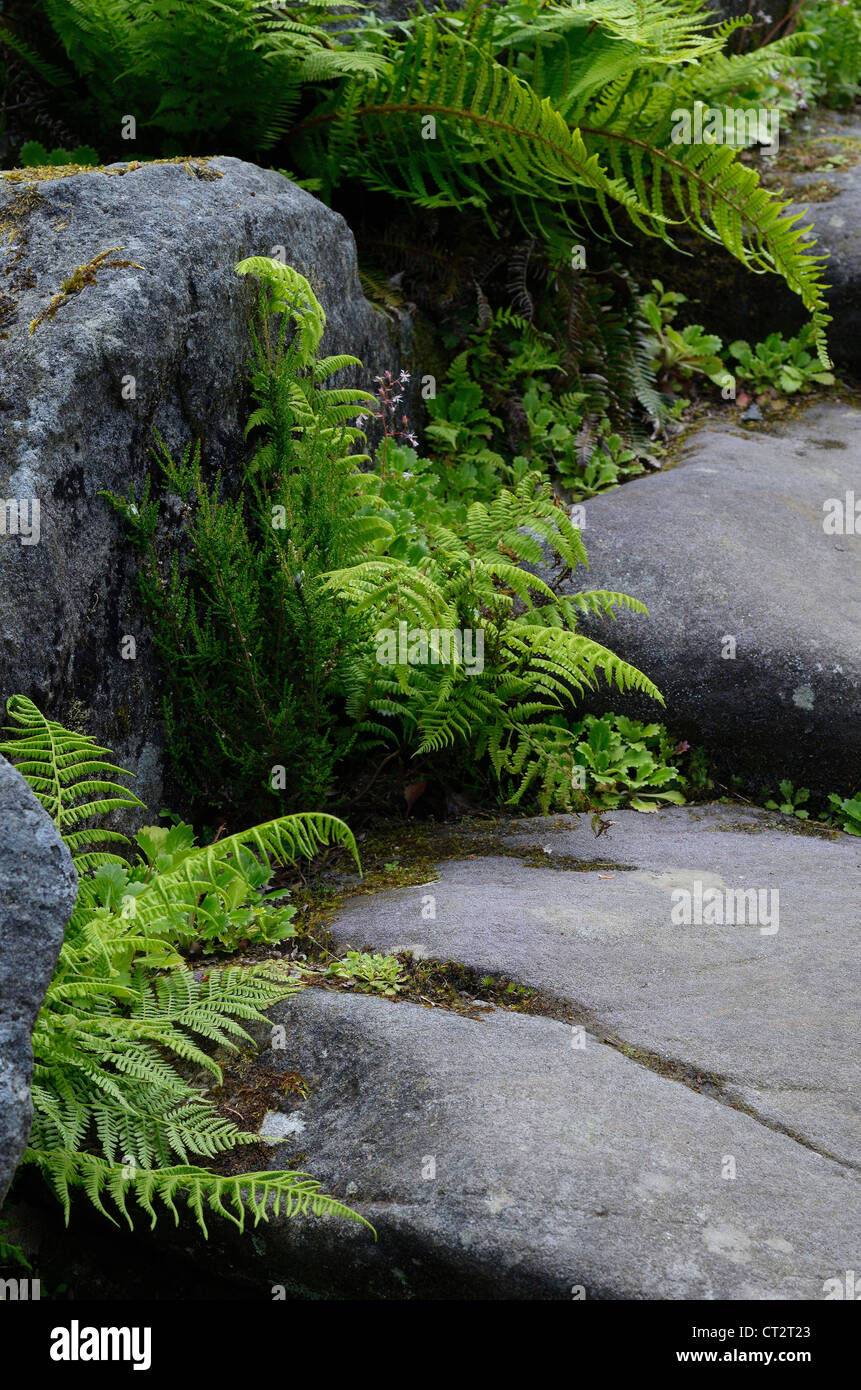 Ferns growing on stone steps in shady garden, Northumberland, England ...