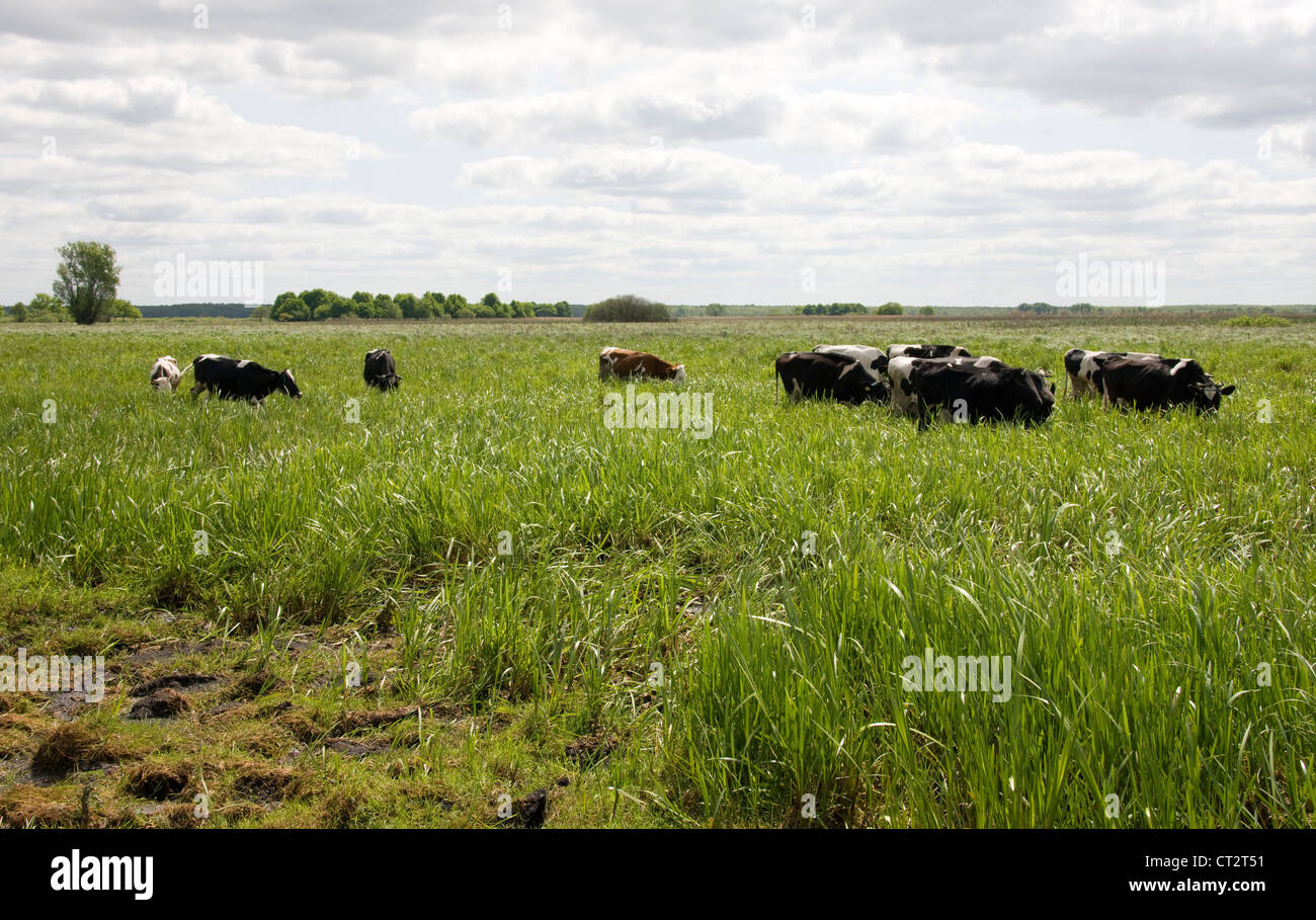 Cattle grazing in the Biebrzanski Marshes Poland Stock Photo - Alamy