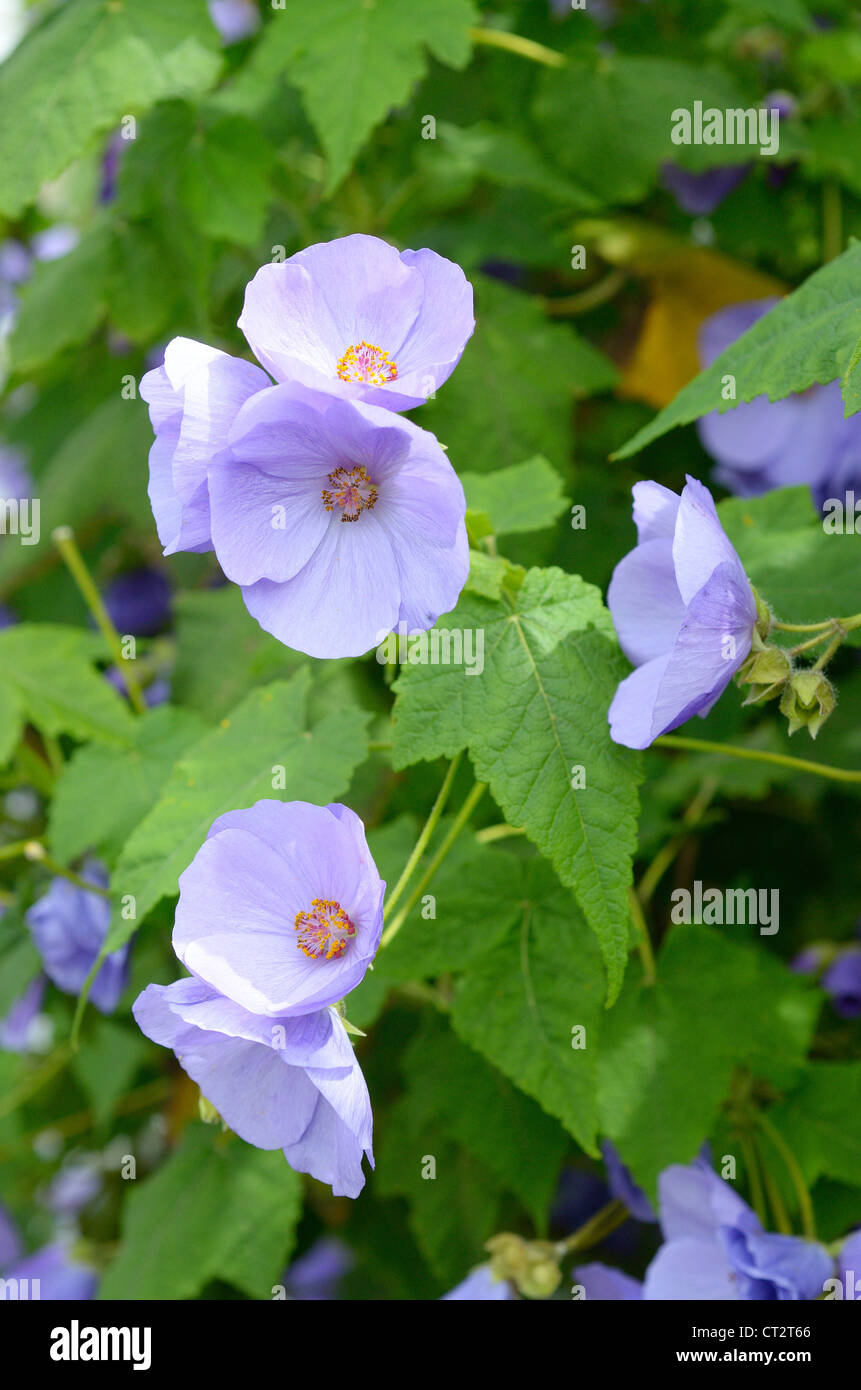 Abutilon vitifolium blue strain, June Stock Photo - Alamy