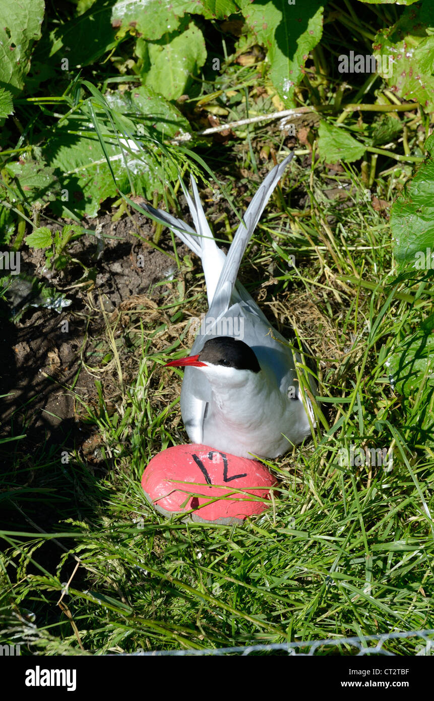 Arctic tern, sterna paradisaea, bird on nest with marker for monitoring ...
