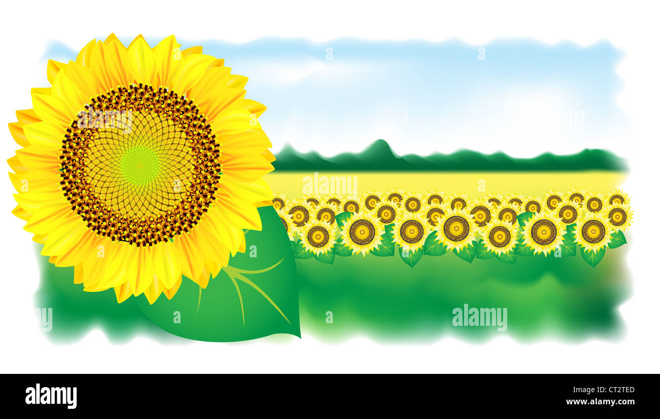 Sunflower and field. Vector illustration Stock Photo - Alamy