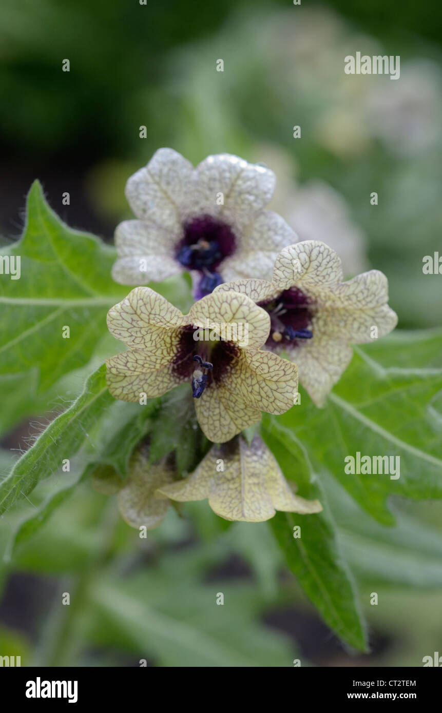 Henbane, hyoscyamus niger, in flower, England, June Stock Photo - Alamy