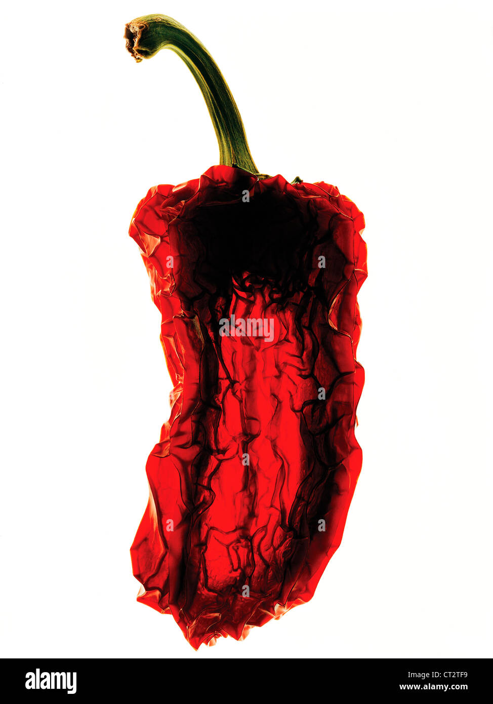 Capsicum annuum, Translucent backlit red chilli pepper cut in half ...