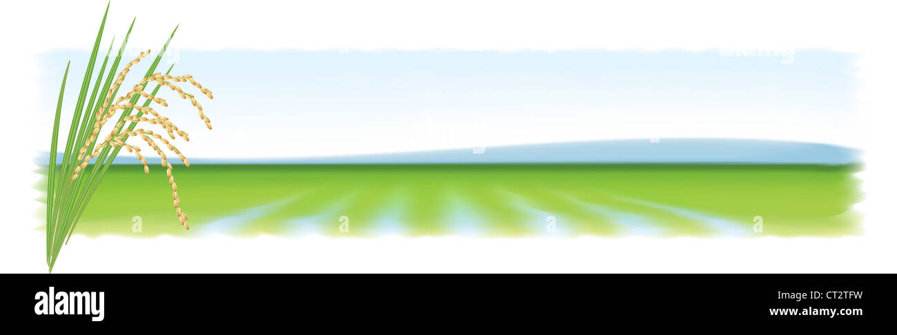 Rice field and a branch of ripe rice. Panorama Stock Photo - Alamy