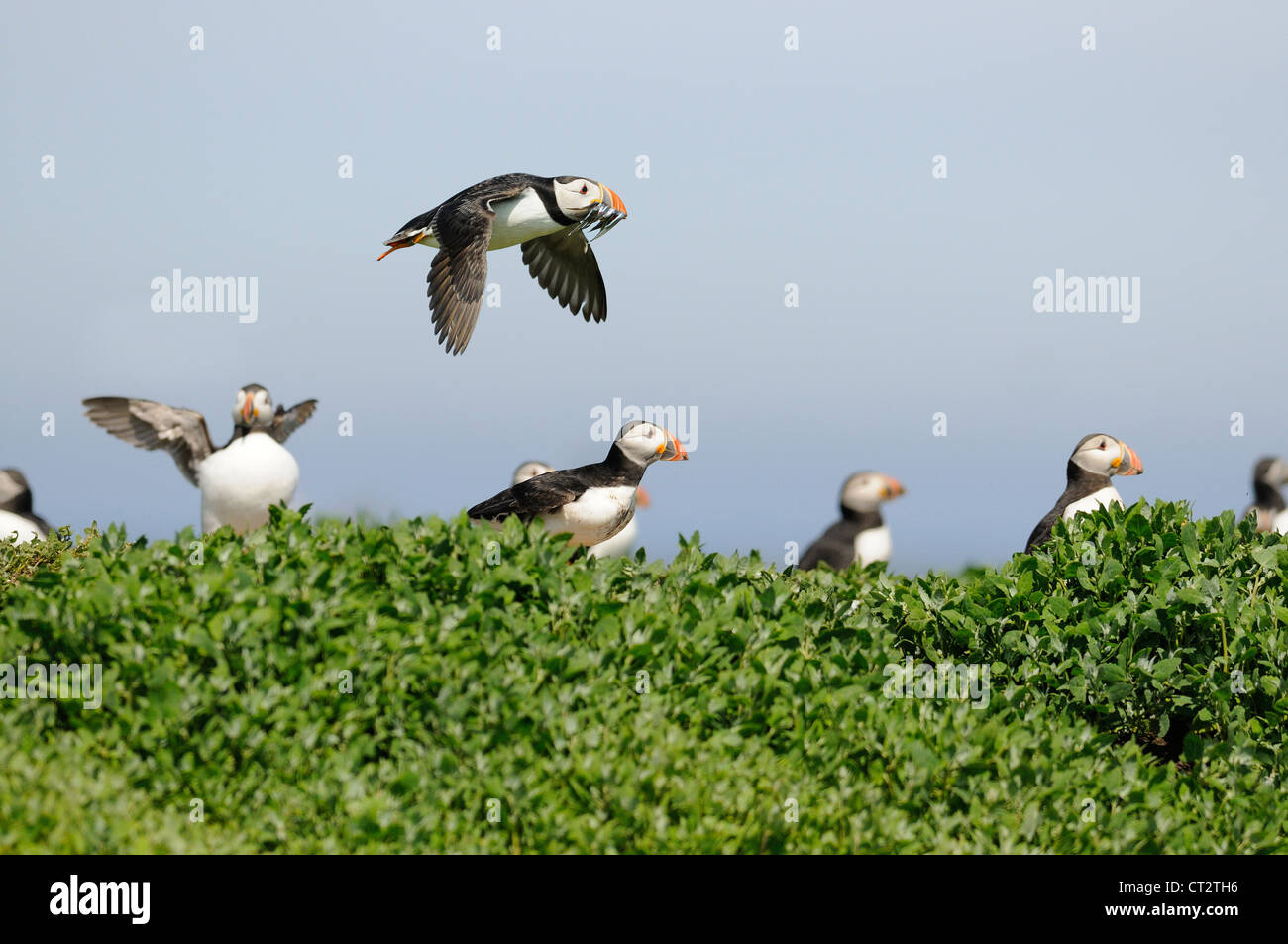 Atlantic Puffin, fratercula arctica,breeding colony activity ...