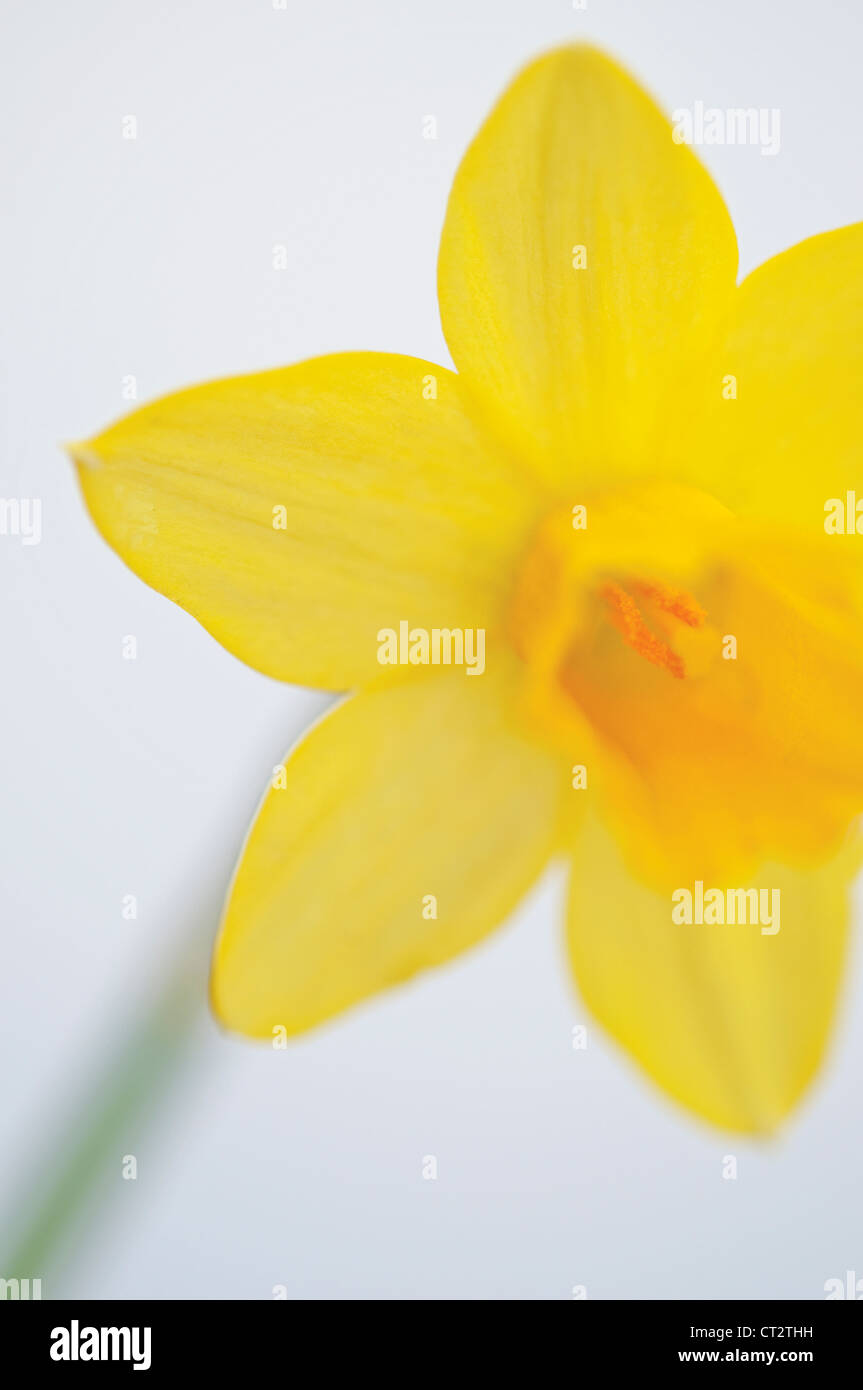 Open daffodil hi-res stock photography and images - Alamy