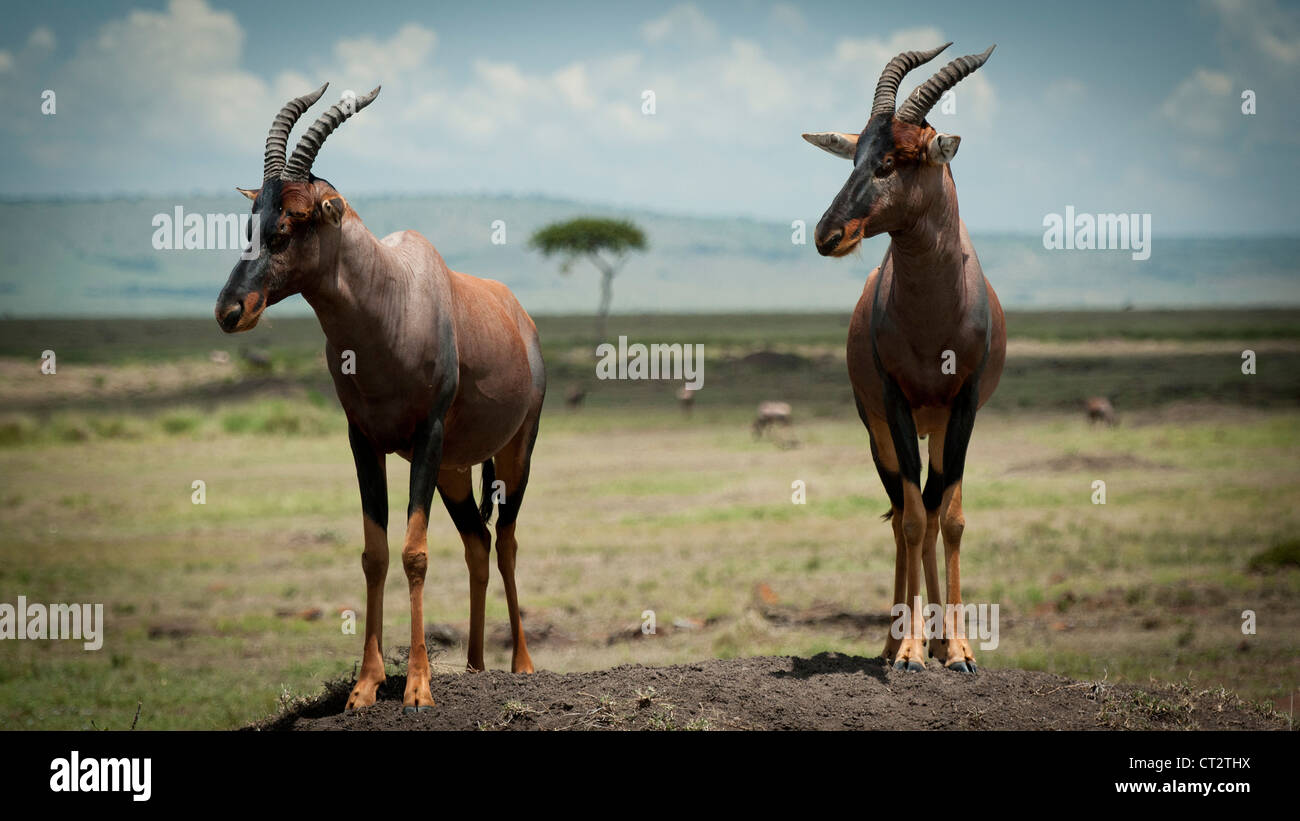 Small mound hi-res stock photography and images - Alamy