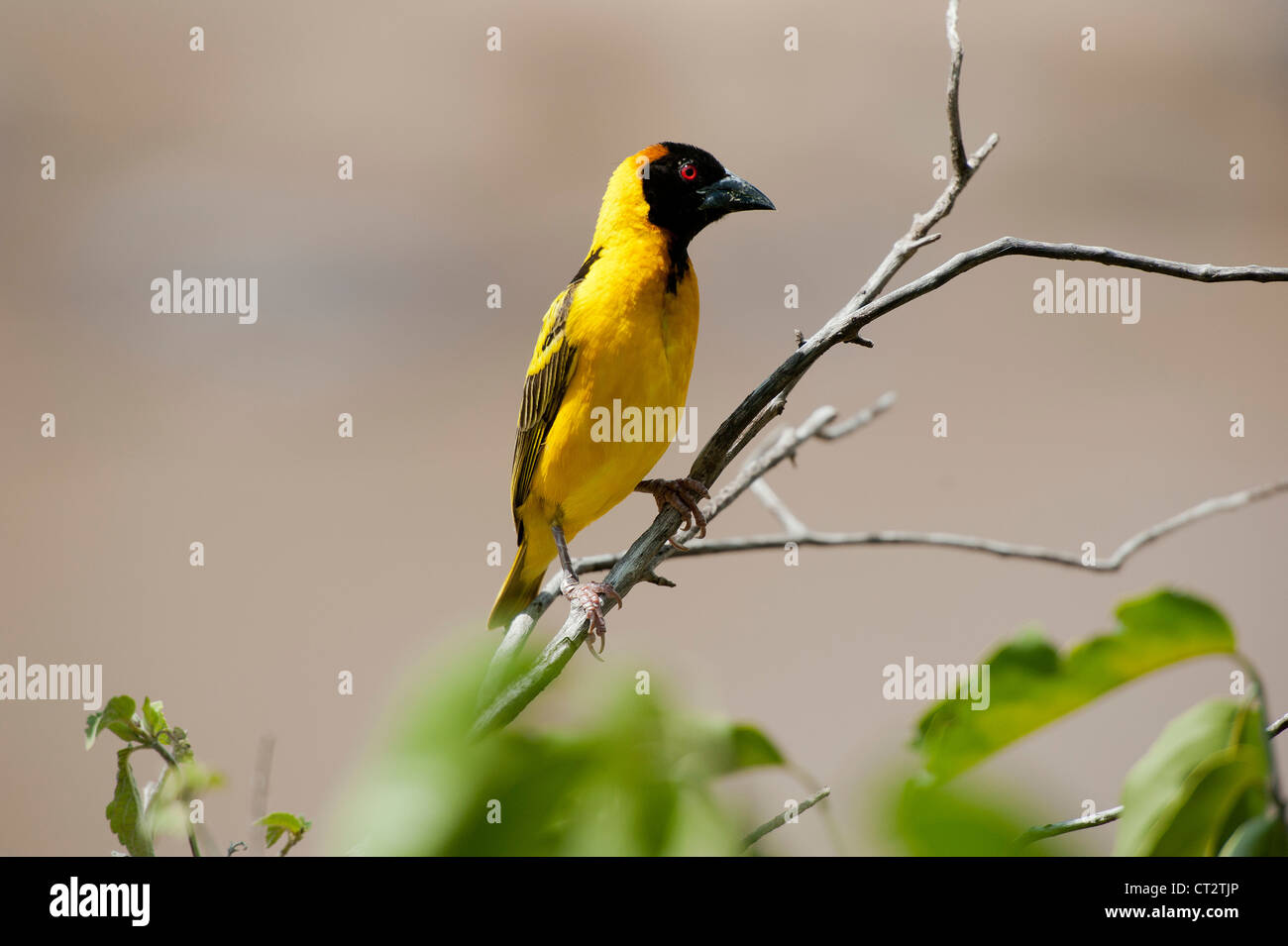 Yellow weaver bird hi-res stock photography and images - Alamy
