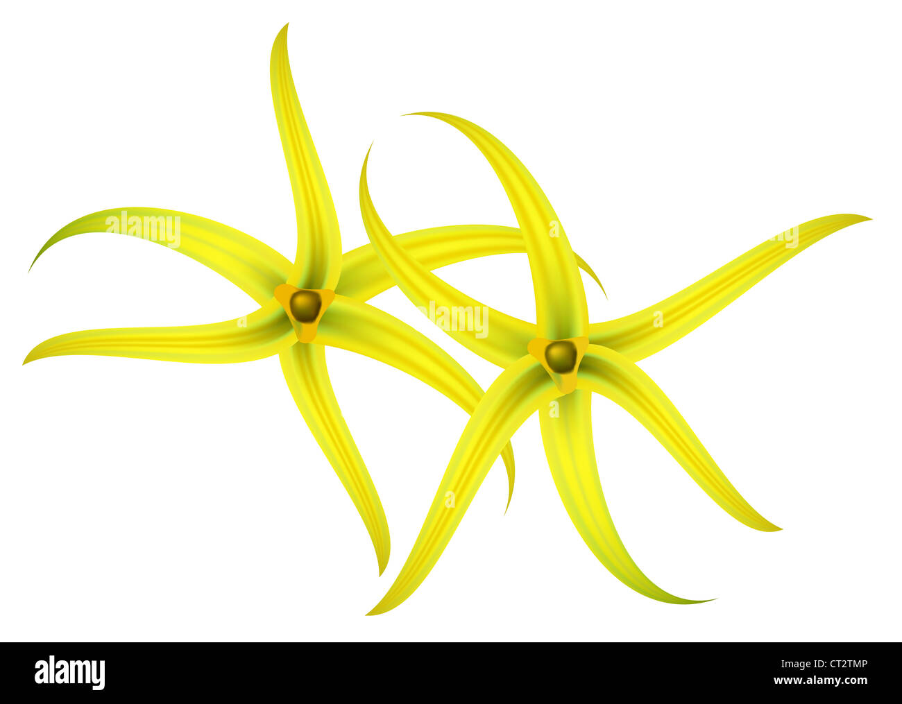 Tropical flower - ylang-ylang (Cananga). Vector illustration Stock ...