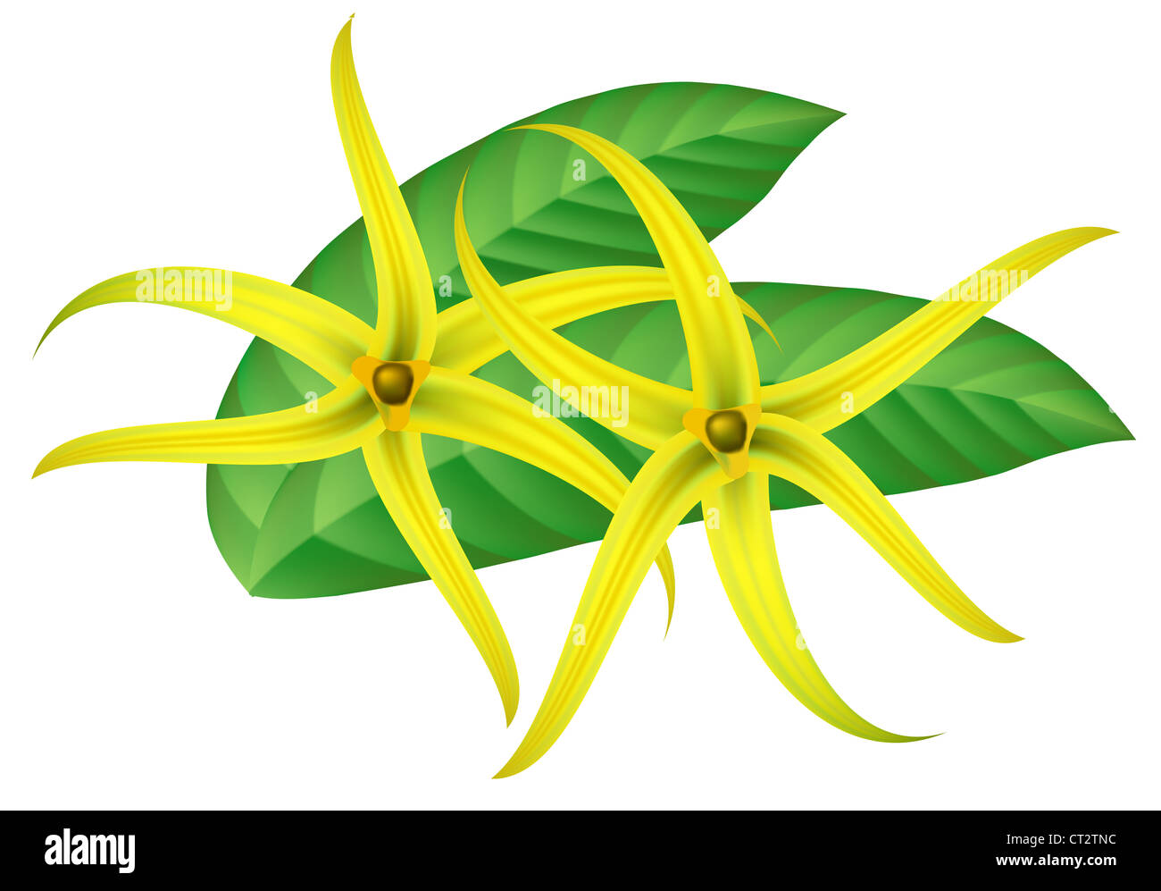 Ylang Ylang Vector