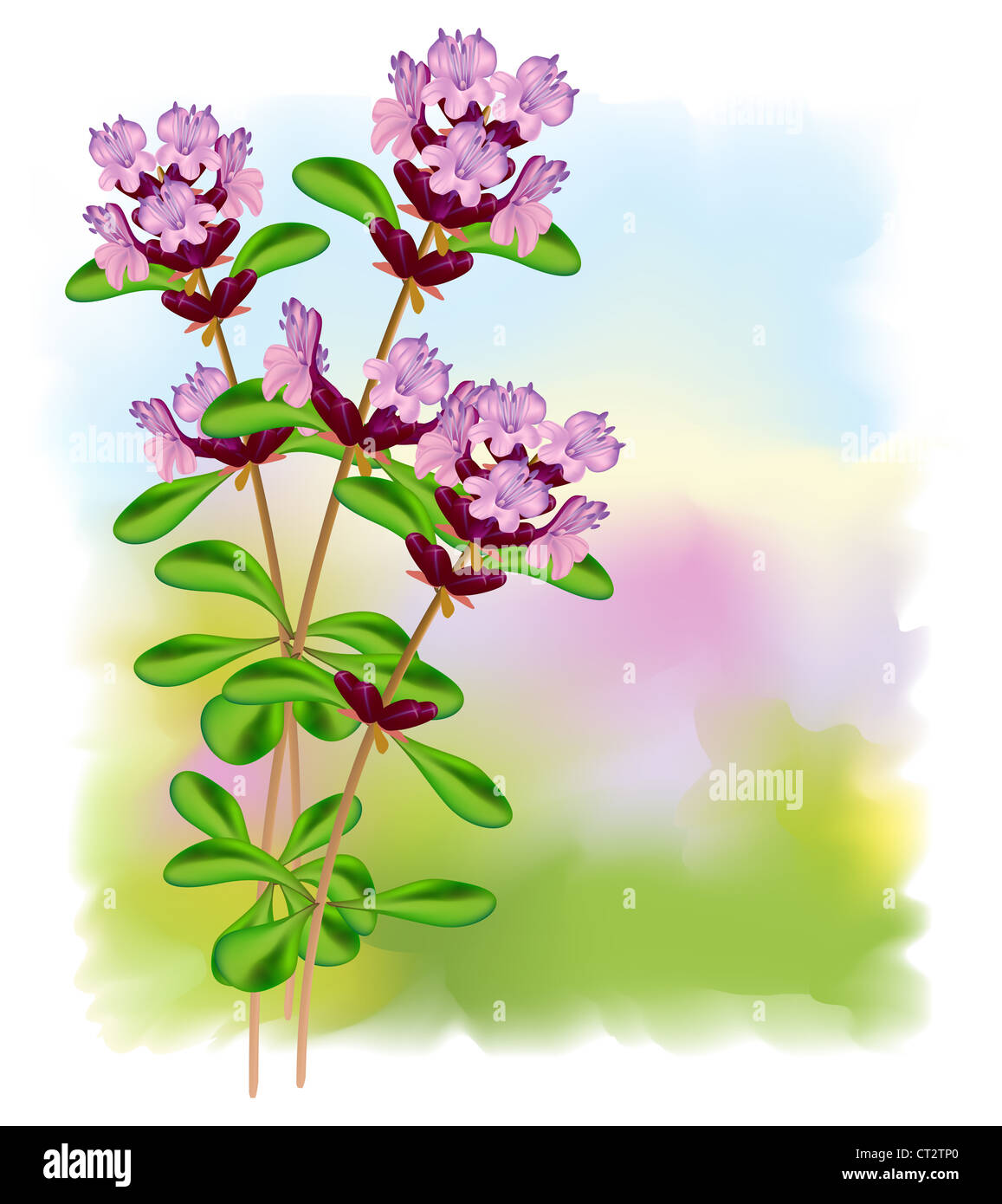 Flowers thyme. Vector illustration Stock Photo - Alamy